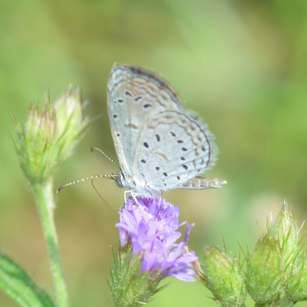 Tiny Grass Blue from Kabupaten de Karangasem, Bali, Indonésie on ...