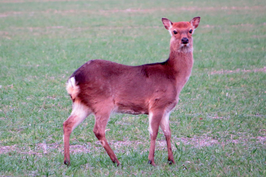 Sika Deer from Riggins Corner, Maryland, United States on March 23 ...