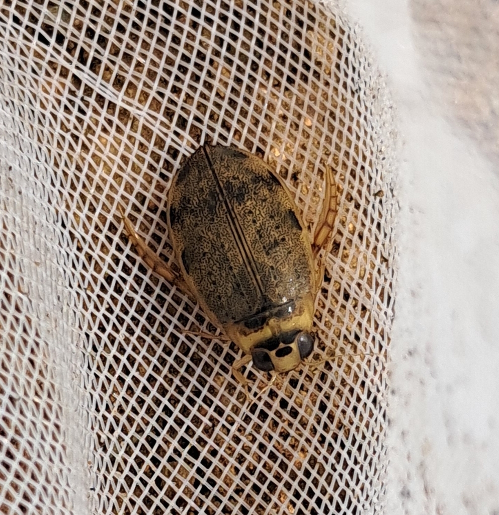 Eretes griseus from Hyderabad, Telangana 500075, India on November 26 ...