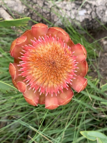 Common Protea | Native Nature