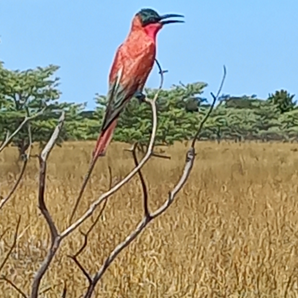 Southern Carmine Bee-eater from Zambezi Region, Namibia on November 26 ...