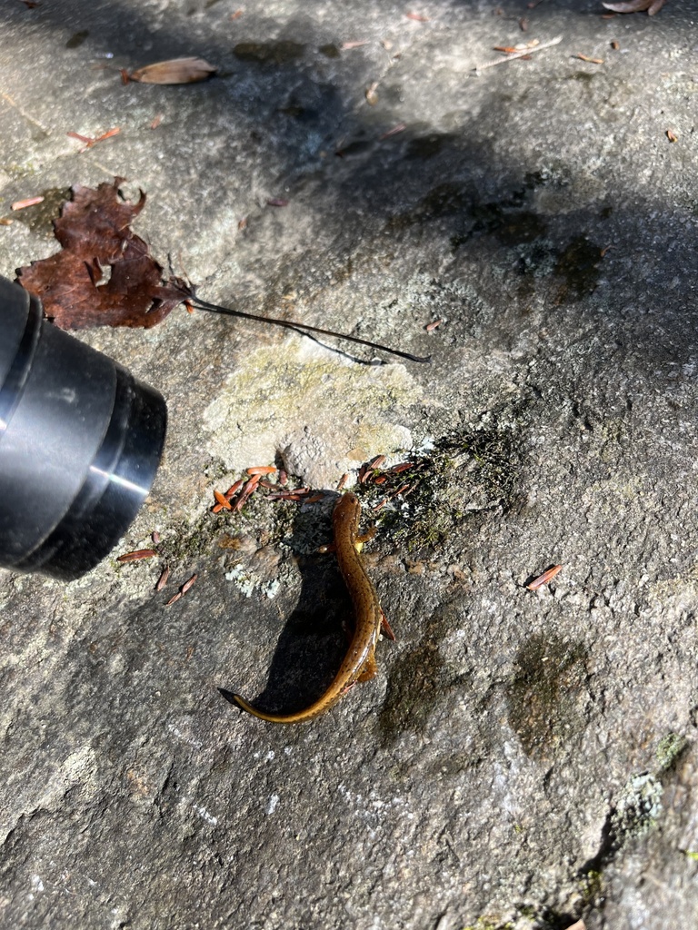 Junaluska Salamander in November 2023 by Hannah Holmquist · iNaturalist