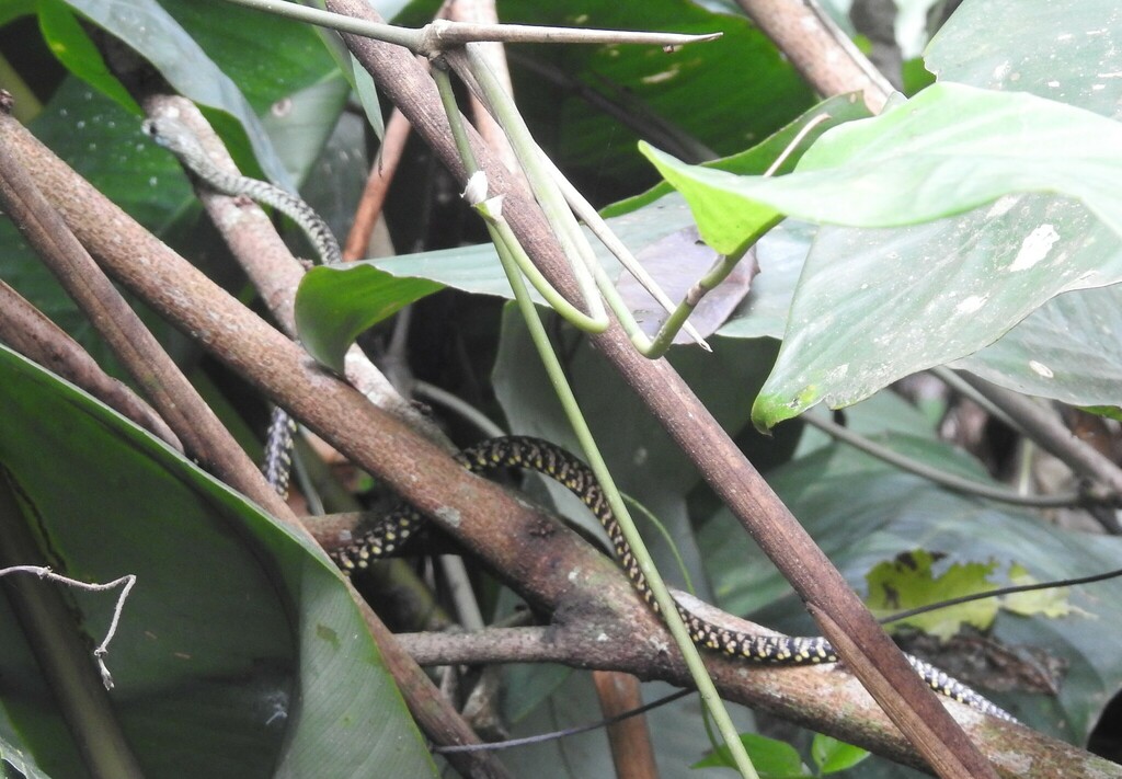 Yellow-throated Bold-eyed Tree snake from Ouésso, République du Congo ...