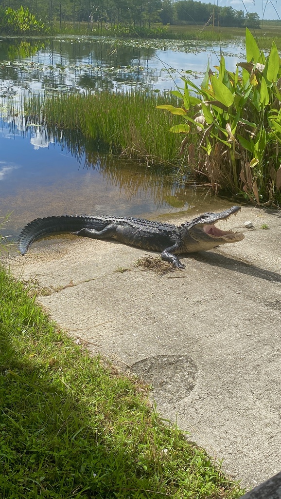 American Alligator from Northlake Blvd, West Palm Beach, FL, US on July ...