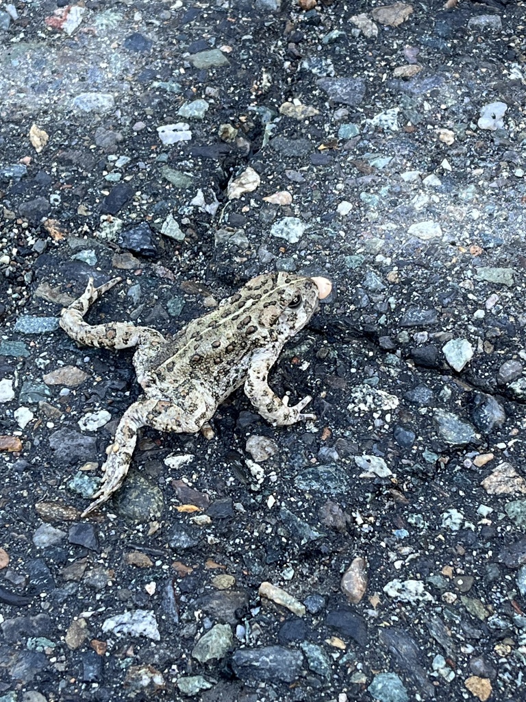 Frogs and Toads from Tuolumne County, US-CA, US on November 19, 2023 at ...