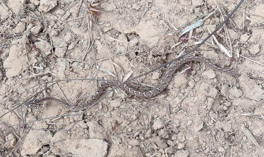 Common Cat Snake from National Brain Research Centre on November 20 ...