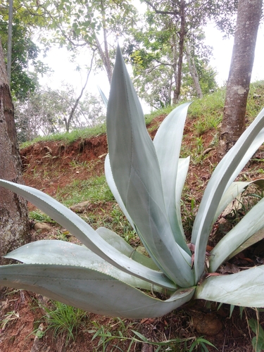 Agave cocui · iNaturalist