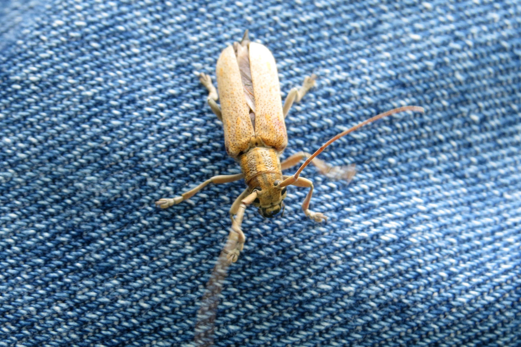 Poplar Borer from Grand Manan, NB, Canada on September 6, 2014 at 11:10 ...