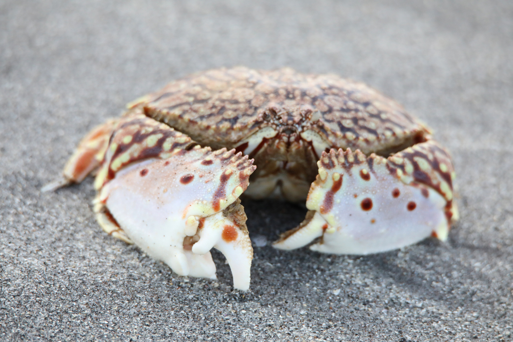 Flame Streaked Box Crab from Sarasota County, FL, USA on November 2 ...