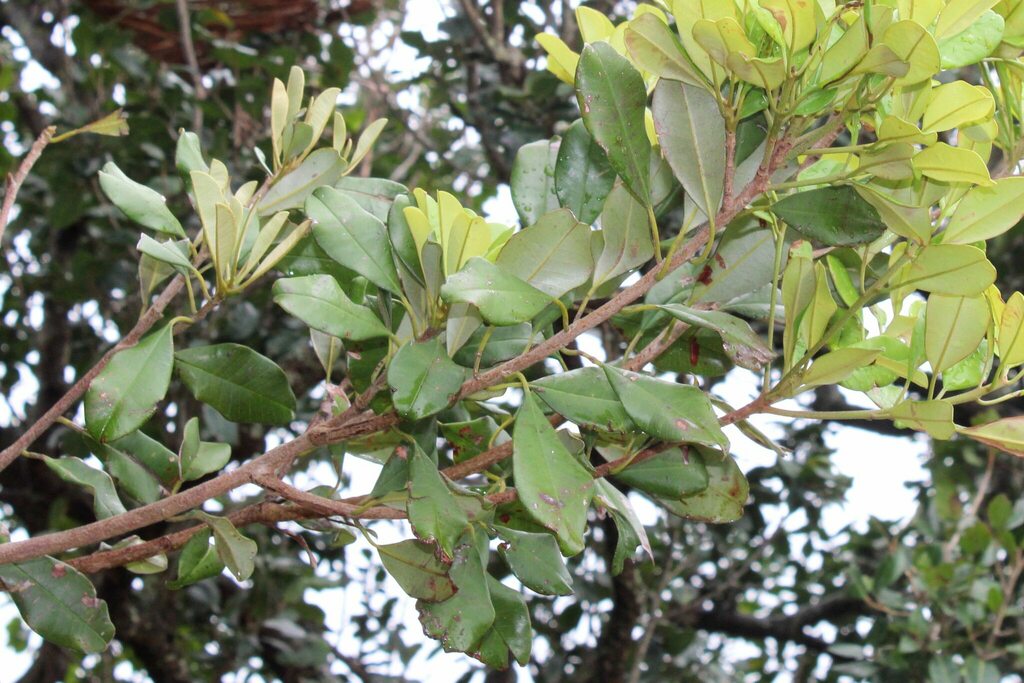 Forest Milkberry from Mahogany Ridge, Pinetown, 3608, South Africa on ...