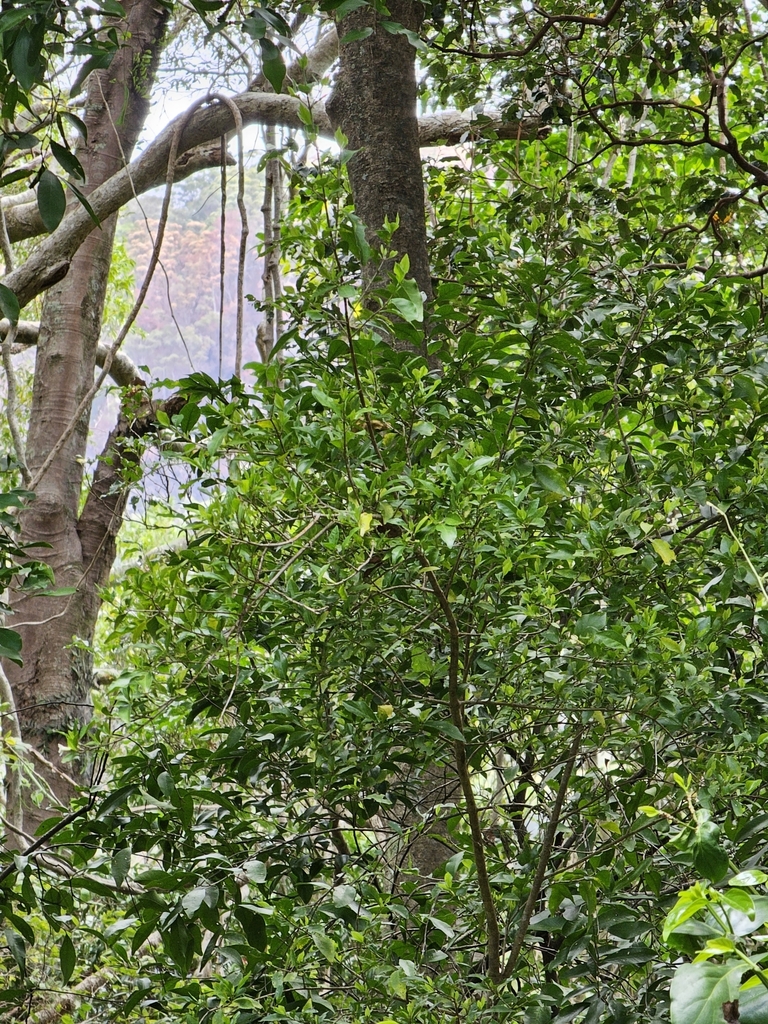 Randia moorei from Tallebudgera Valley QLD 4228, Australia on November ...