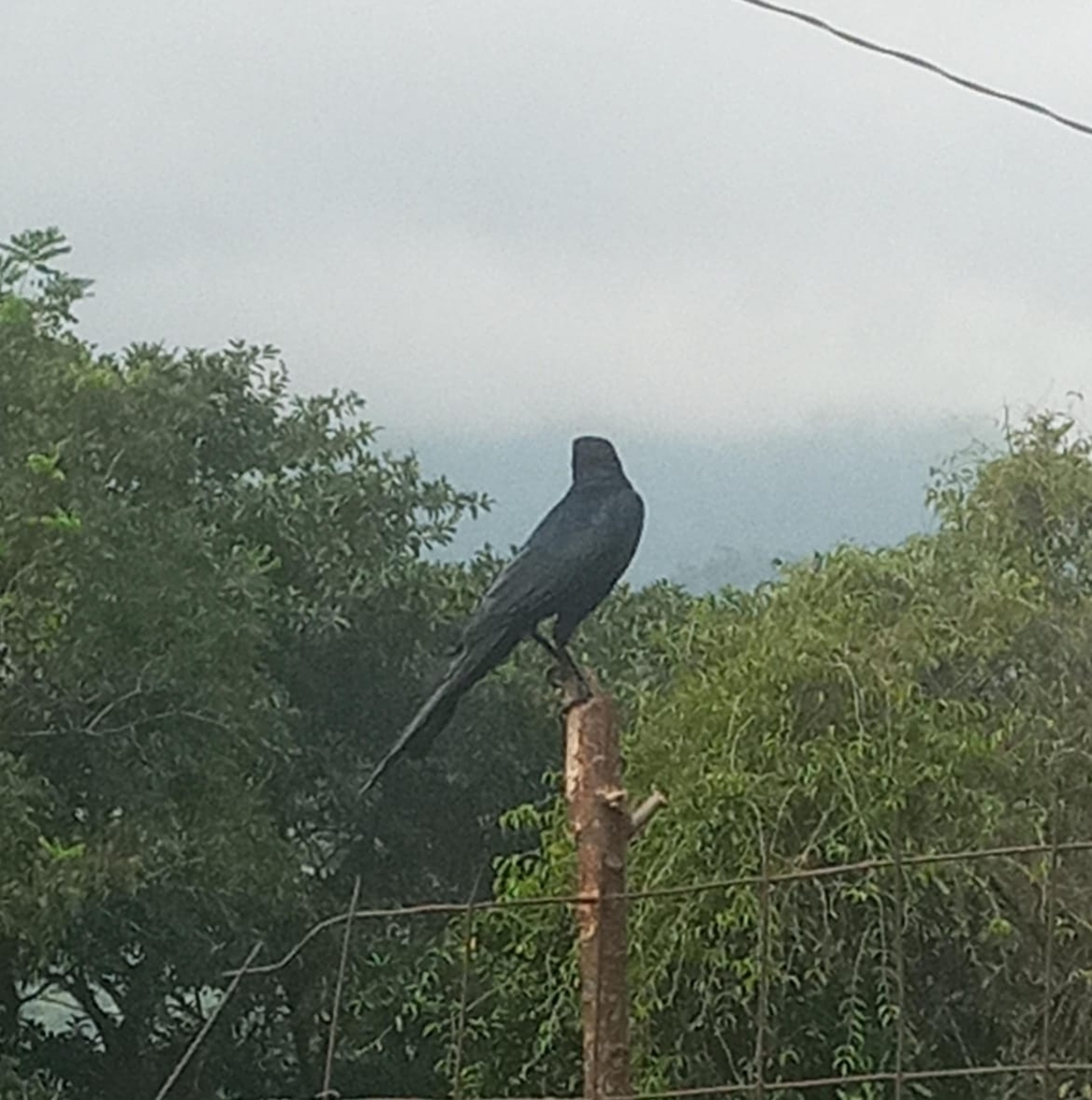 Sinaloa Crow from San Antonio Analco by Clemencia Manuel · iNaturalist