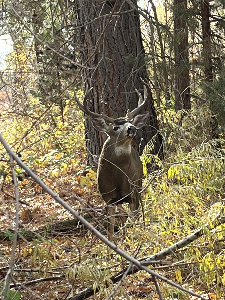Columbian Black-tailed Deer from Weed, CA, US on November 19, 2023 at ...