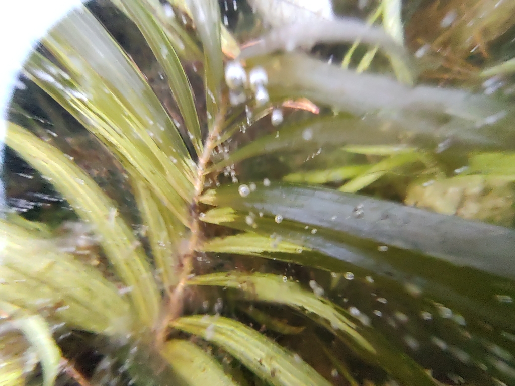 robbins' pondweed from Farmingdale, ME 04344, USA on November 26, 2023 ...