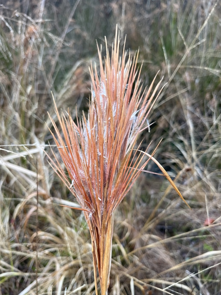 Bushy Bluestem from Southampton, NJ, US on November 26, 2023 at 02:21 ...
