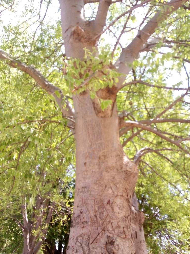 marula from Zambezi Region on November 26, 2023 at 01:30 PM by Nangula ...