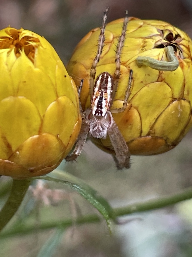 Enamelled Spider from Upper Sweetwater Creek Reserve, Frankston South ...