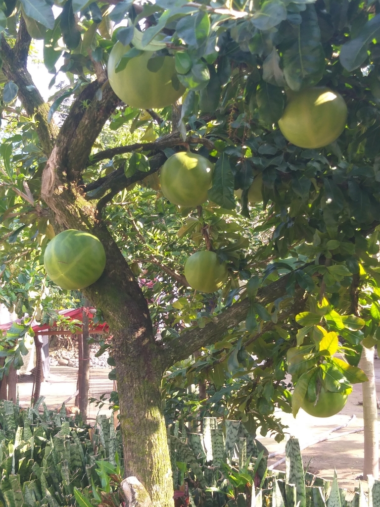 Calabash Tree from 68493 San Antonio Analco, Oax., México on November ...