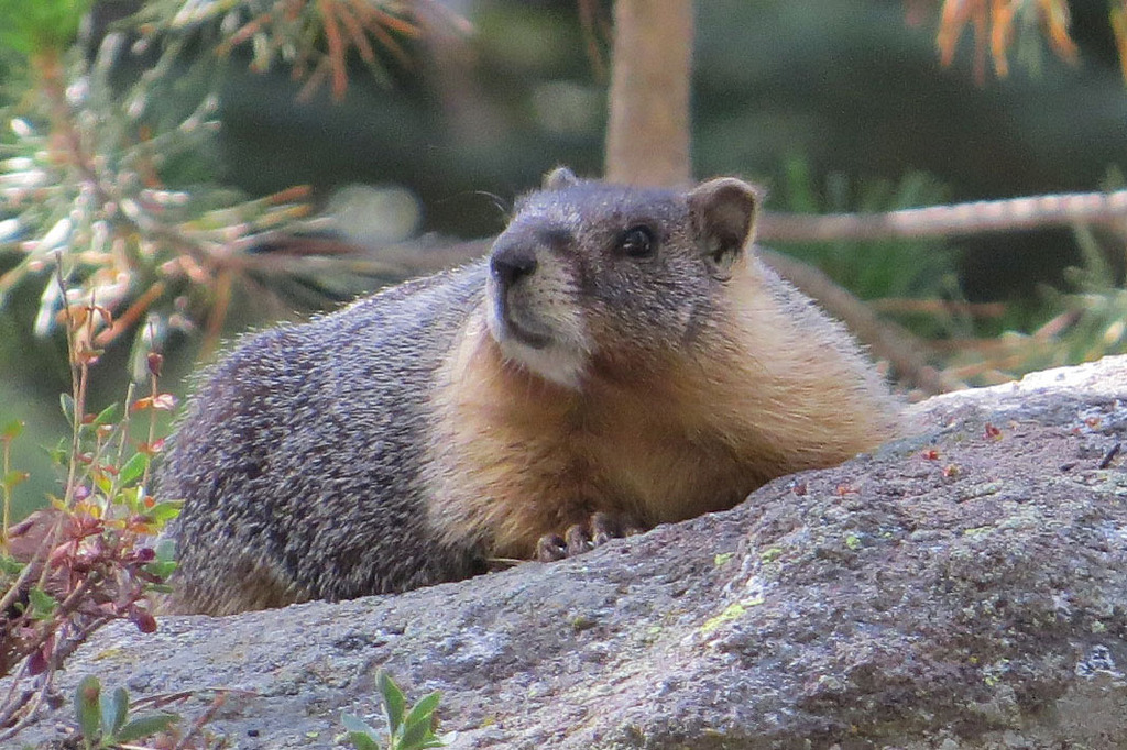 Yellow-bellied Marmot from , California, United States on August 18 ...