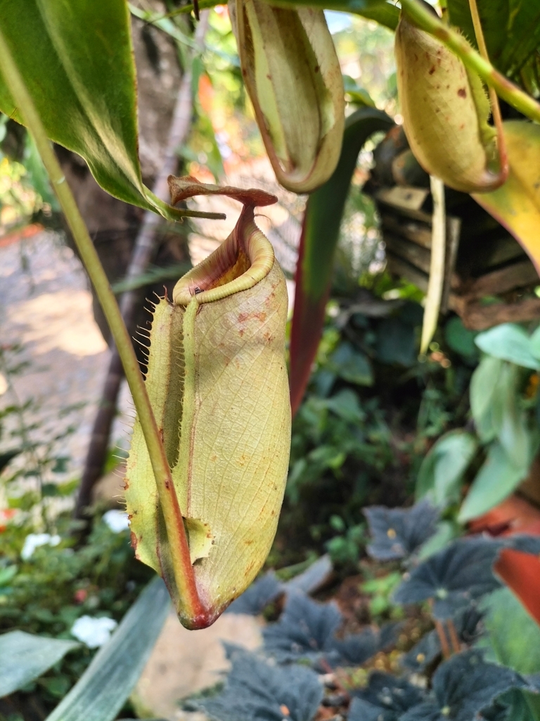 tropical pitcher-plants in November 2023 by ALEXA ISYANARA CUPIL GUERRERO · iNaturalist