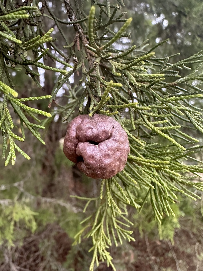 juniper-apple rust from Memphis, TN, US on November 26, 2023 at 02:23 ...