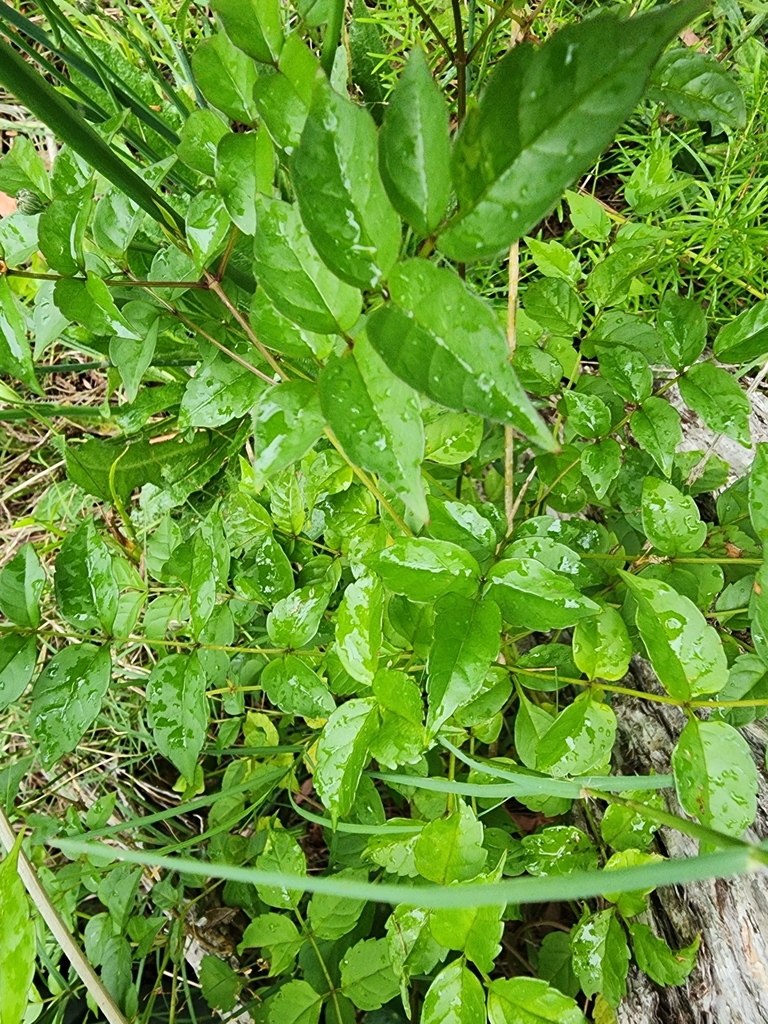 Something from Kincumber NSW 2251, Australia on November 24, 2023 at 06 ...