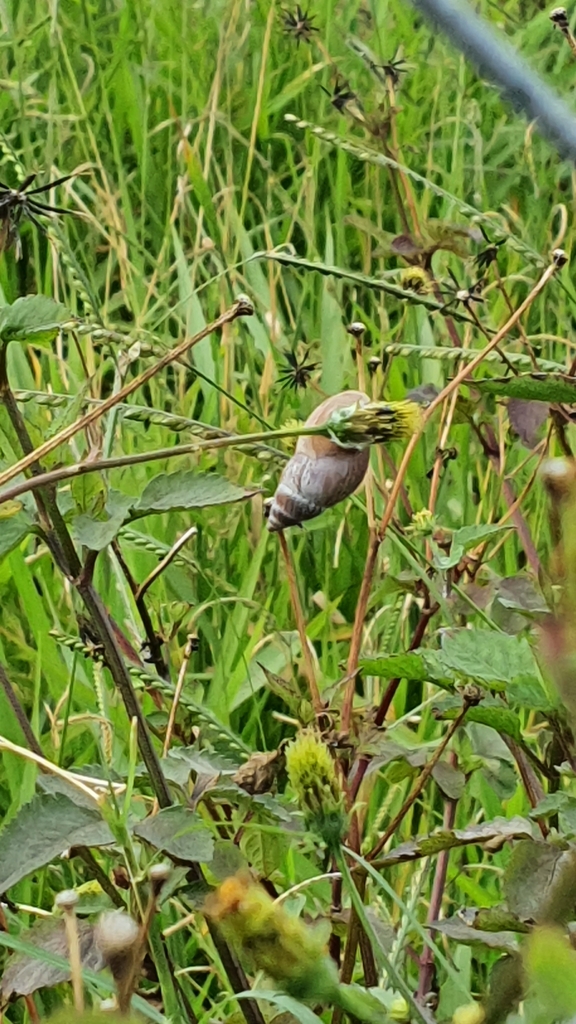Ghost Bulimulus from Navegantes on November 26, 2023 at 04:21 PM by ...