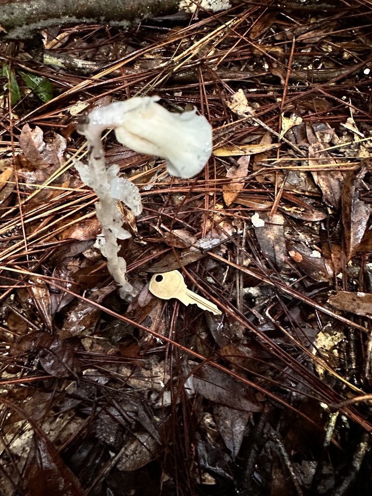 Ghost Pipe in November 2023 by Andrew Douglas · iNaturalist