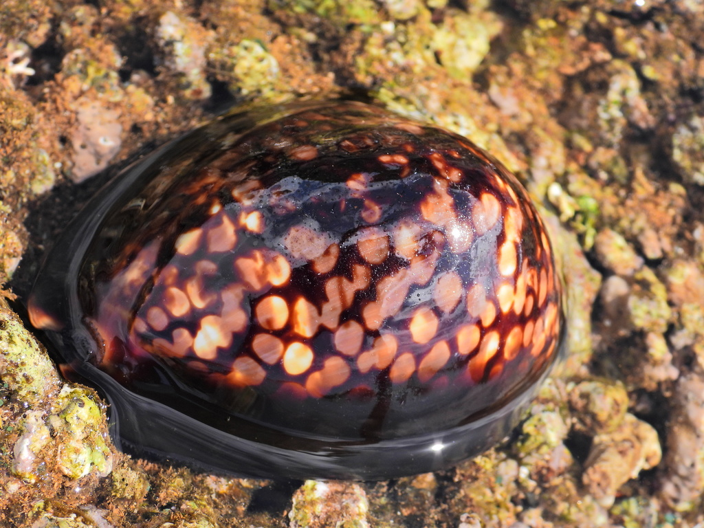 Humpback Cowry from Grande-Terre, Nouvelle-Calédonie, NC on November 27 ...