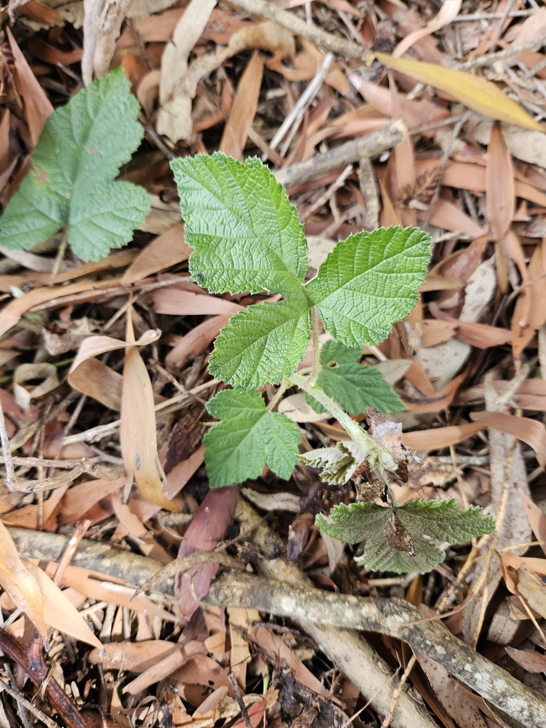Australian hybrid bramble in November 2023 by Brandon slatter · iNaturalist