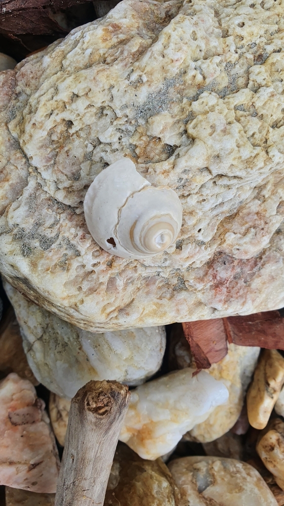 Astralium latispina from Praia do Cascalho on November 26, 2023 at 03: ...