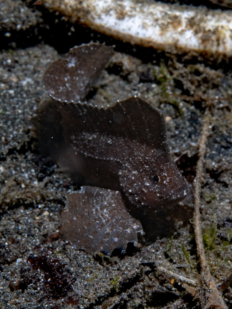 Cocotropus from Pemuteran Jetty, Pemuteran, Gerokgak, Buleleng Regency ...