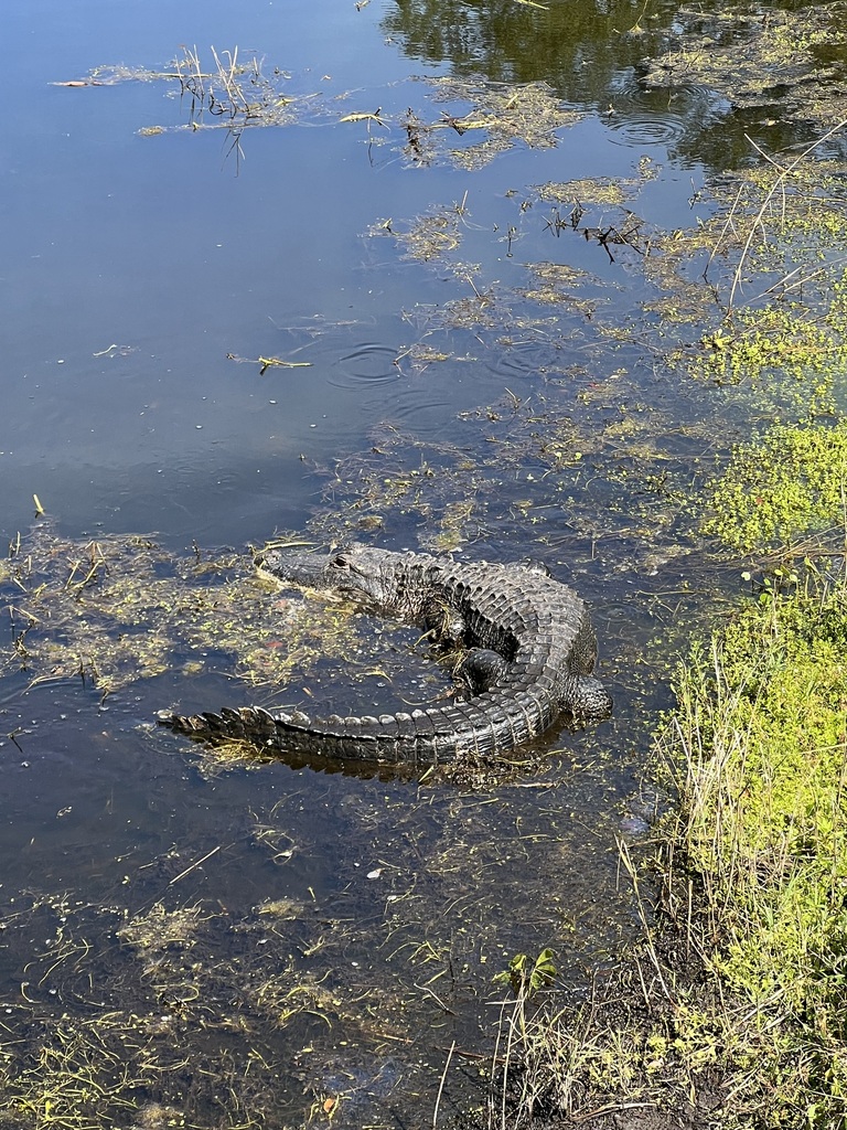 American Alligator in November 2023 by Ram Korabathina. This Alligator ...