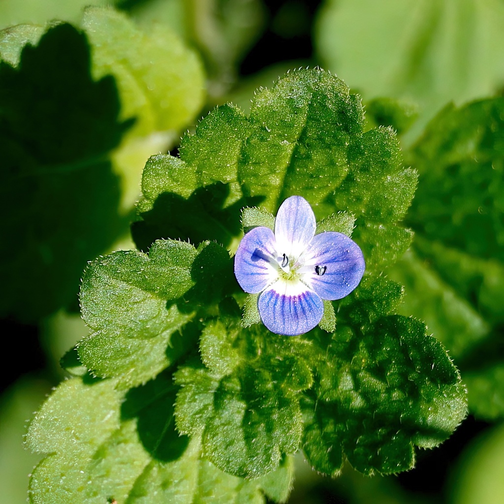 bird's-eye speedwell from Village Grove, Pasadena, TX, USA on November ...