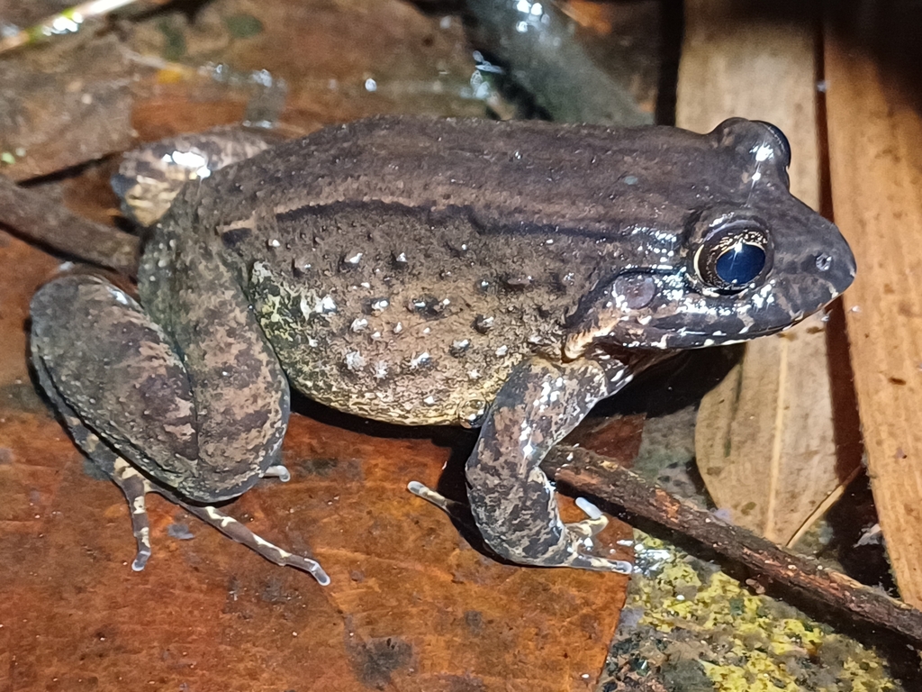 Neotropical Grass Frogs from Mindo, Ecuador on November 26, 2023 at 07: ...