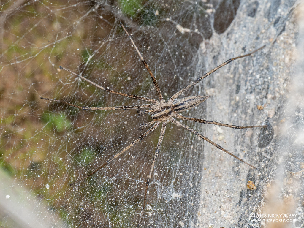 Typical Funnel Weavers from Phamon on November 18, 2023 at 01:01 PM by ...