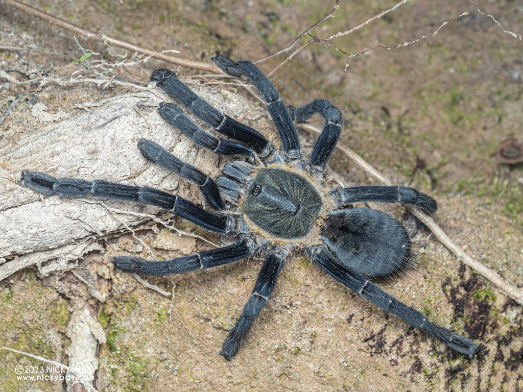 Cyriopagopus from Phamon on November 18, 2023 at 01:24 PM by Nicky Bay ...