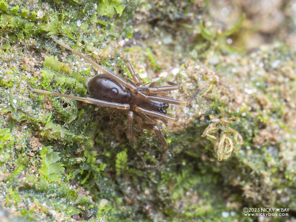 Oedignatha barbata from Phamon on November 18, 2023 at 01:33 PM by ...