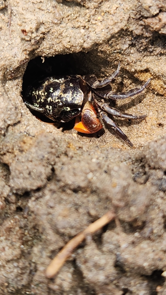Semaphore Crab from Tallebudgera QLD 4228, Australia on November 27 ...