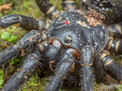 Photo 337513787, (c) Nicky Bay, all rights reserved, uploaded by Nicky ...