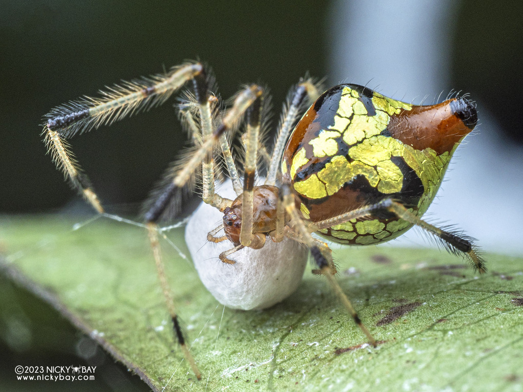 Chrysso from GGRF+V9V, Ban Luang, Chom Thong District, Chiang Mai 50160 ...