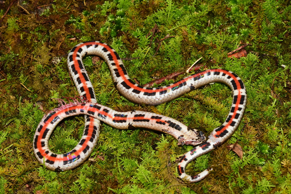 Ornate Kukri Snake from 336台灣桃園市復興區 on July 22, 2020 at 08:01 PM by ...