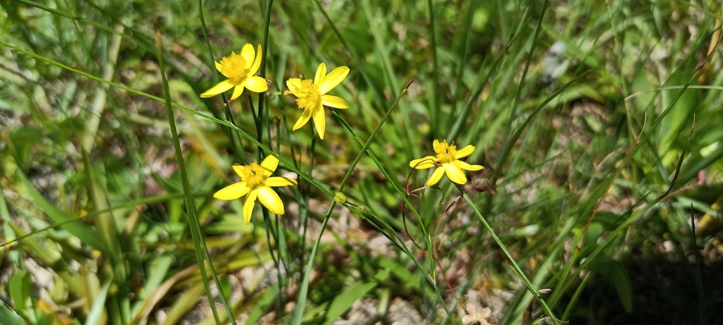 northern yellow-eyed grass from Bora Ridge NSW 2471, Australia on ...