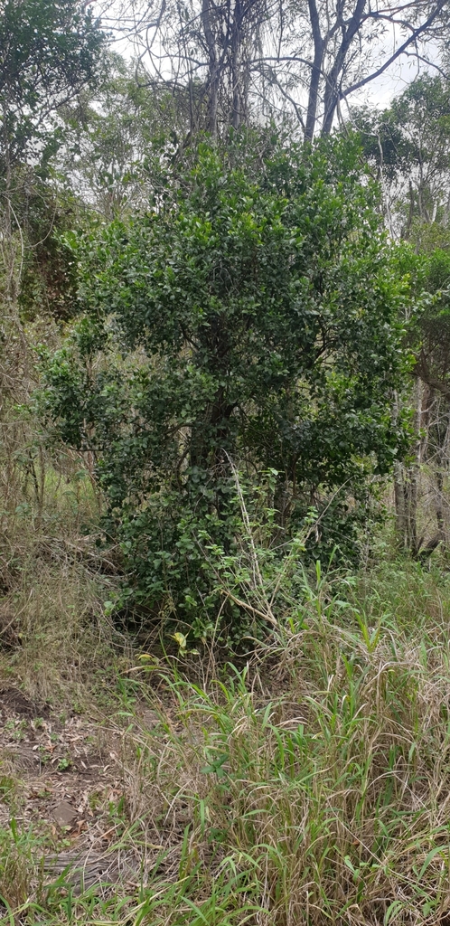 Broad Leaved Native Cherry from Rosewood QLD 4340, Australia on ...