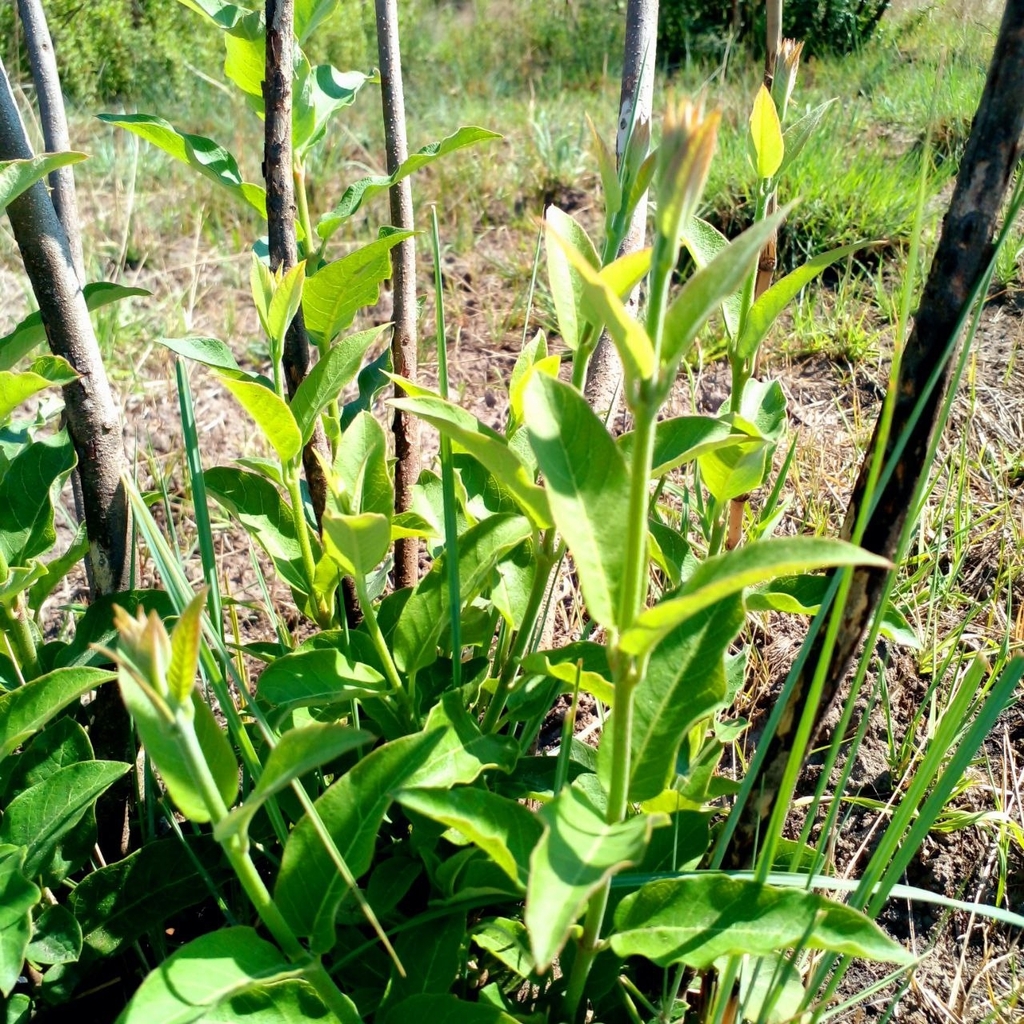 dicots from Zambezi Region on November 26, 2023 at 10:50 AM by Nangula ...