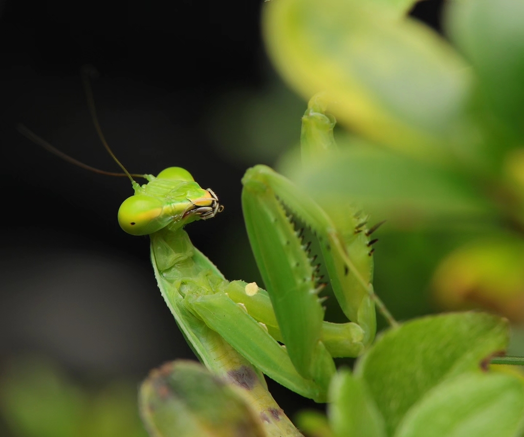 Giant Asian Mantis from New Taipei, TW-NT-TP, TW on November 27, 2023 ...