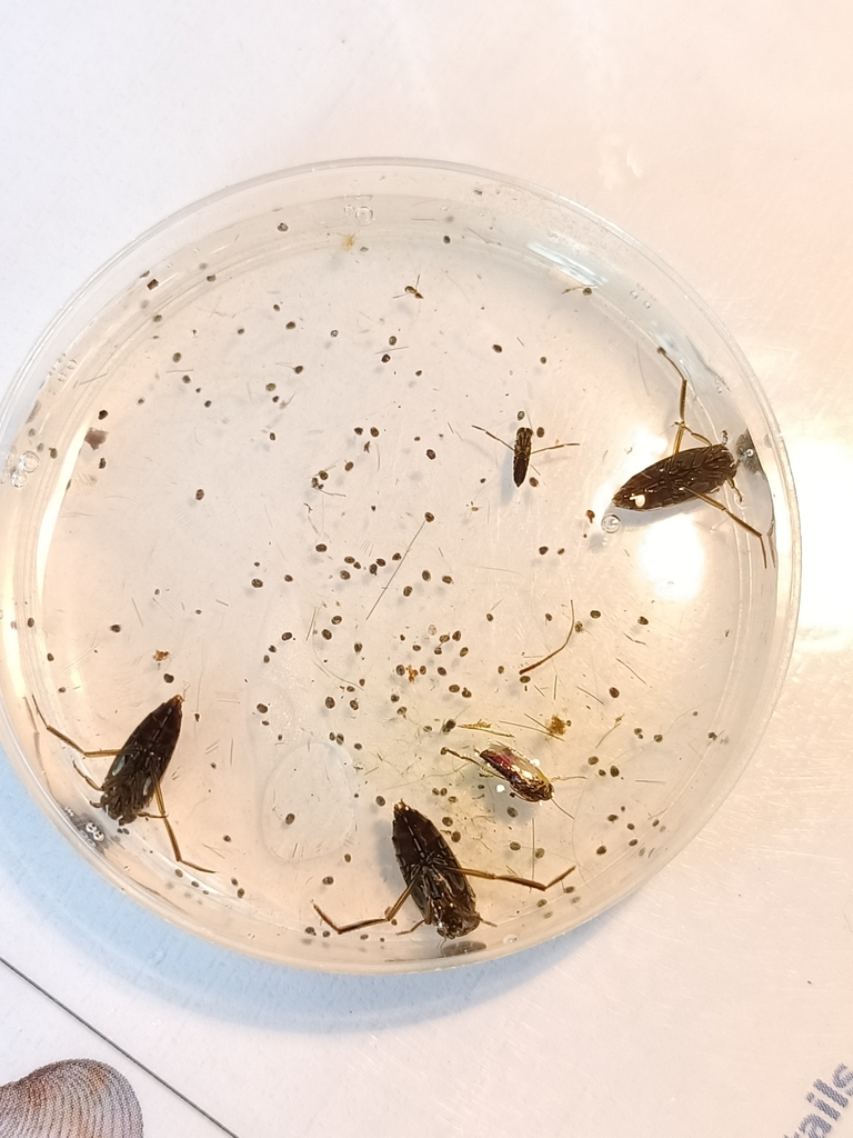 Enithares from Indigenous Plant Nursery - Poly Houses, Bundoora VIC ...