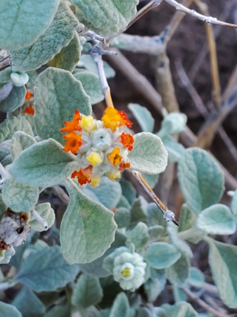 Woolly Butterflybush from Big Bend National Park, TX 79834, USA on ...