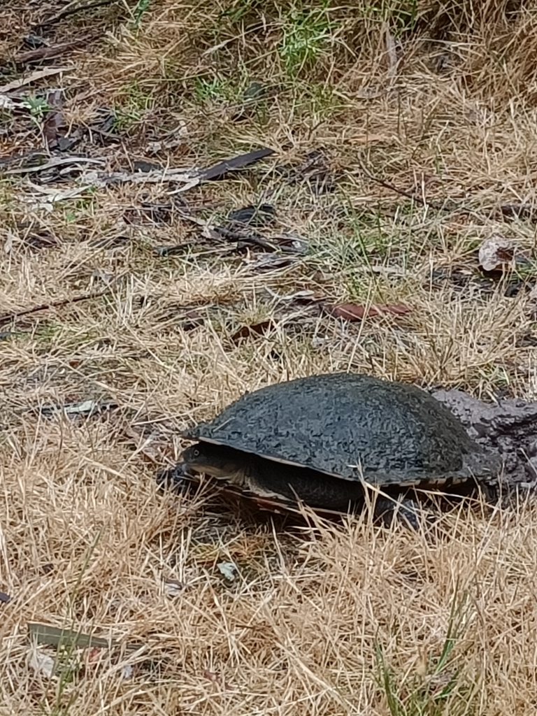 Common Snake-necked Turtle from Bundoora VIC 3083, Australia on ...