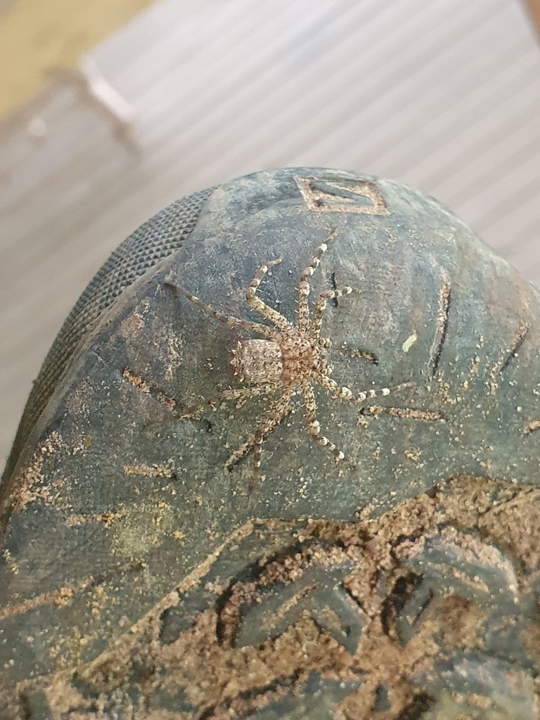 wall crab spiders from Odzala-Kokoua, Ouesso, CG-SA, CG on November 26 ...